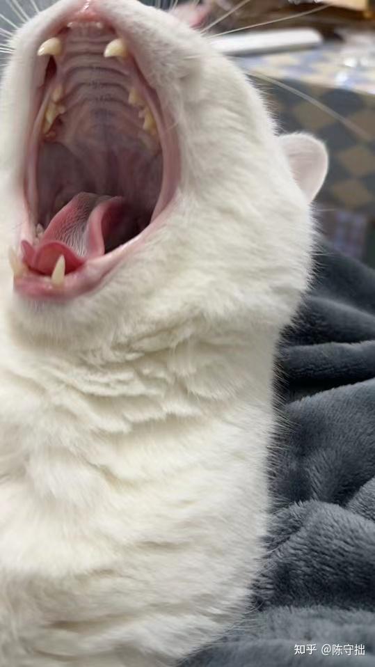 双十一如何挑猫粮-一起学会看猫粮成分表 - 知乎