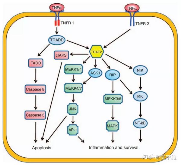 TNF-α：一个莫得感情的肿瘤杀手 - 知乎