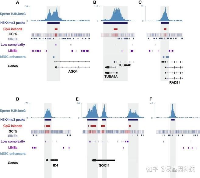 易基因：人精子H3K4me3 ChIP-seq和DNA甲基化WGBS揭示与生育和发育相关重叠区域 - 知乎