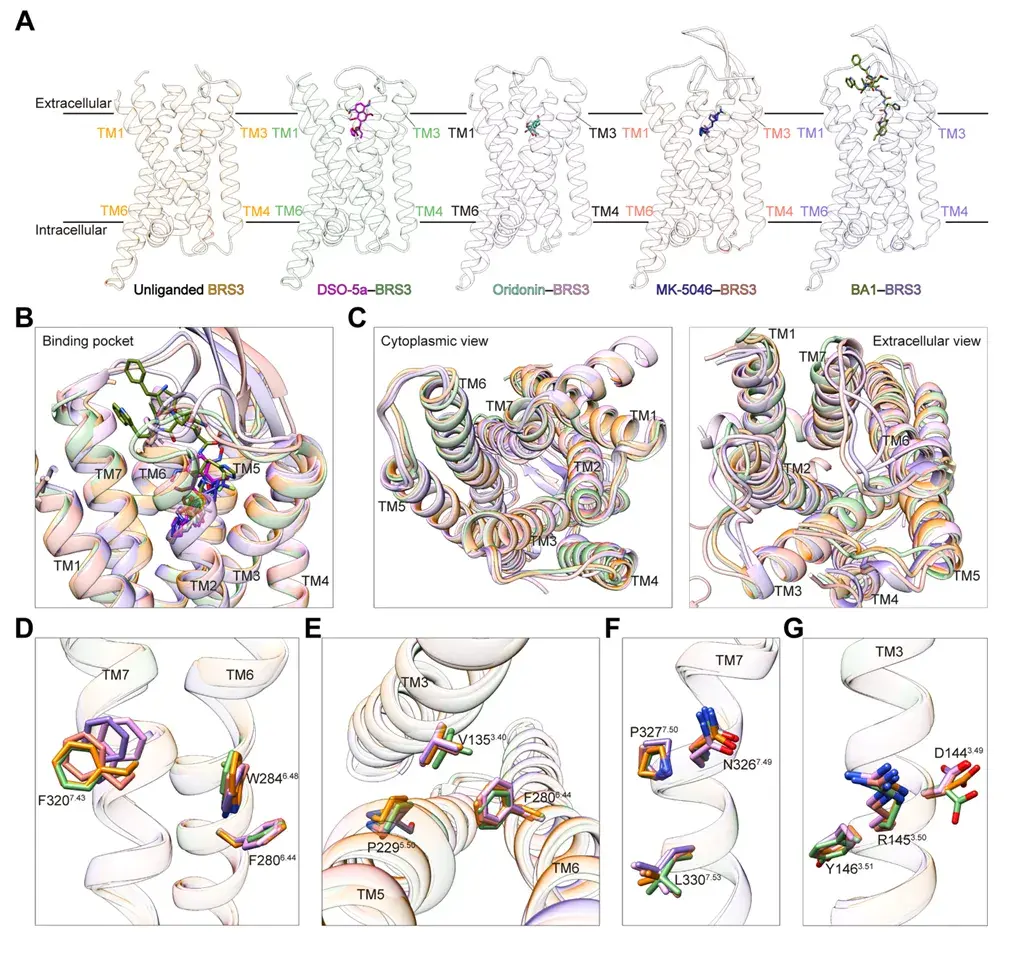 APSB|王明伟/尹万超/张岩团队揭示中药来源激动剂识别BRS3的分子机制 - 知乎