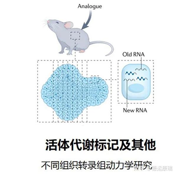 真时动态，尽在掌握！Well-TEMP-seq单细胞动态转录组测序 - 知乎