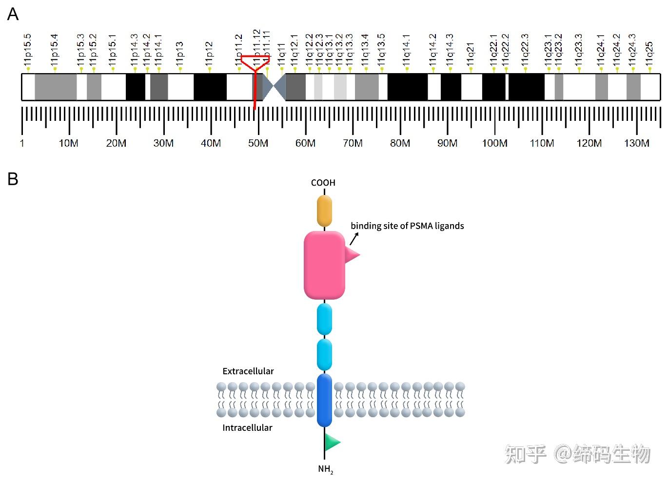 PSMA-前列腺癌放射性诊疗的重要靶点 - 知乎