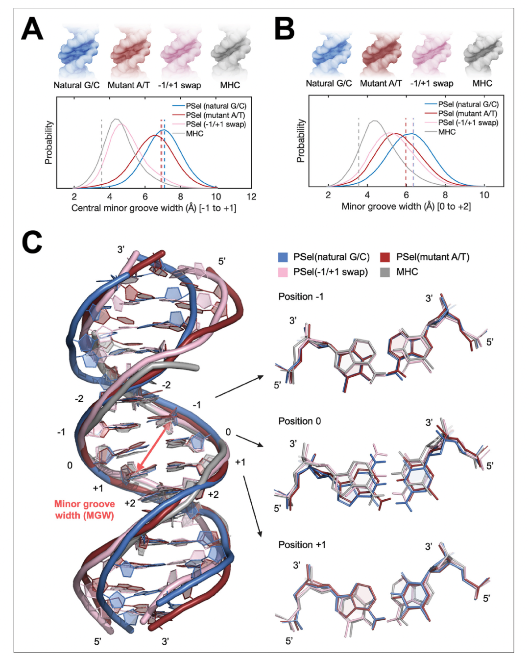 eLife︱澳门大学Vivien Wang课题组揭示转录因子NF-κB与DNA结合的动力学特征及其调控转录活性的分子机制 - 知乎