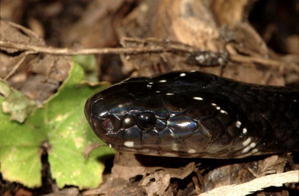 献给钟爱的Bungarus环蛇属（Krait) - 知乎