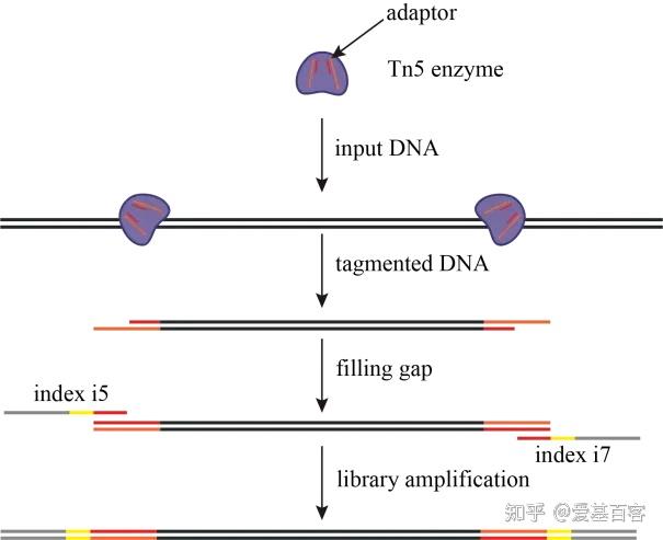 Tn5转座酶：基因组学研究的革命性工具 - 知乎