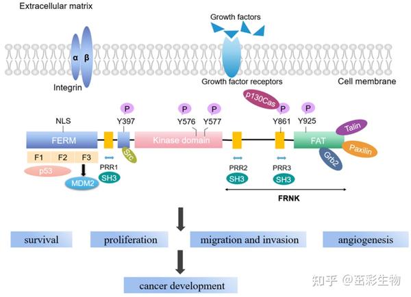 黏着斑激酶(FAK) - 知乎