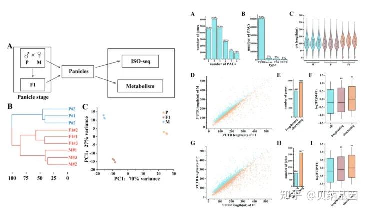 TAIL Iso-seq项目文章：杂交水稻幼穗发育中可变多聚腺苷酸化的遗传与代谢调控 - 知乎