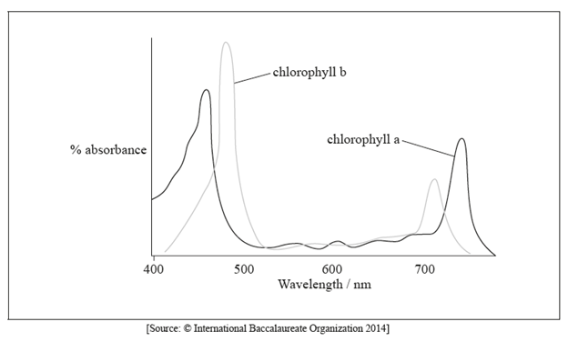 Topic 2.9 Photosynthesis 光合作用 - 知乎