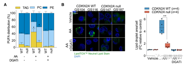 Can Cell | CDKN2A基因缺失重塑脂质代谢，诱发胶质母细胞瘤铁死亡 - 知乎