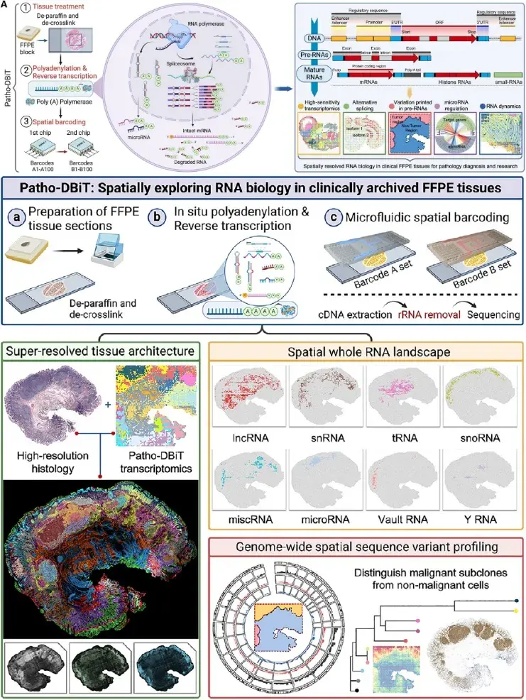 历史样本再焕新生：Patho-DBiT让你对临床FFPE样本进行前所未有的单细胞分辨率空间全类型RNA分子检测 - 知乎