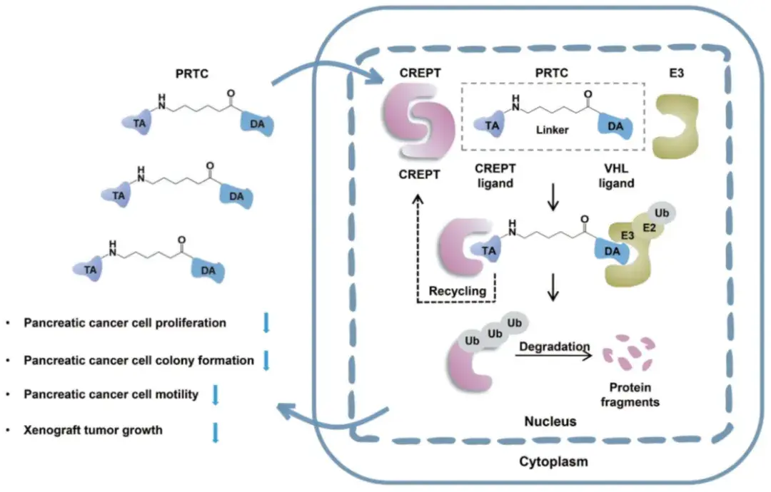 一种针对癌蛋白CREPT的基于细胞可渗透肽的PROTAC可有效抑制胰腺癌 - 知乎