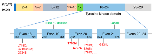 EGFR降解剂新技术 - 知乎