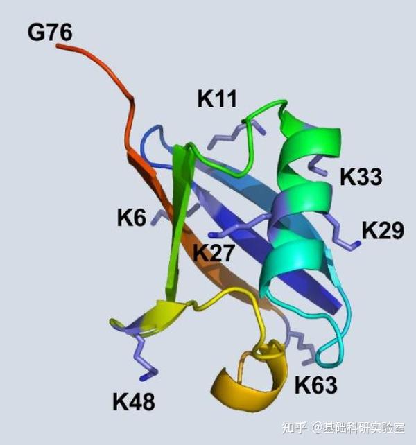 依然是研究热点！113分顶级Nature子刊综述为你详解「泛素化」修饰！ - 知乎