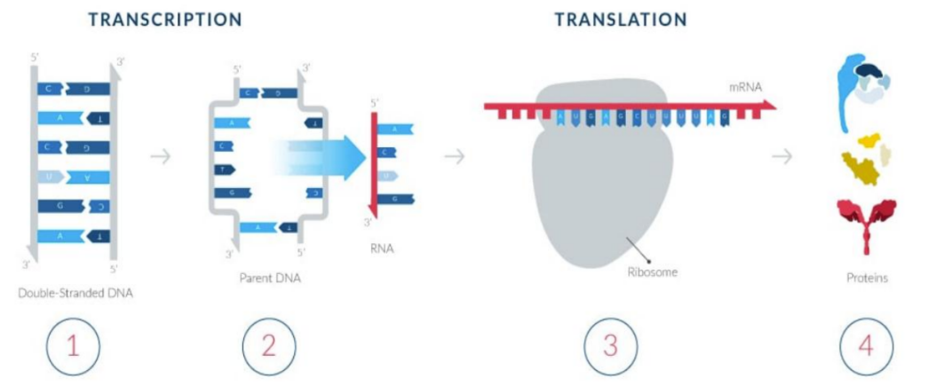 mRNA技术发展的六个十年 - 知乎