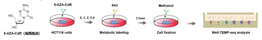 真时动态，尽在掌握！Well-TEMP-seq单细胞动态转录组测序 - 知乎