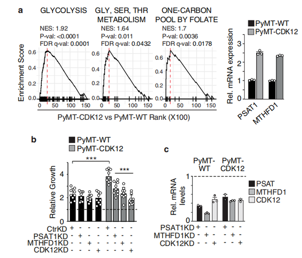 Nat Commun | 转录组+代谢组解析经典靶点CDK12致癌机制 - 知乎