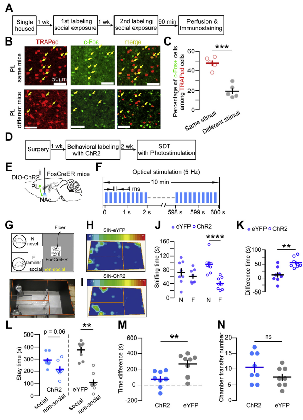 Biological Psychiatry新发现：mPFC中的一群特殊神经元参与编码社会记忆 - 知乎