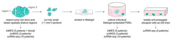 肿瘤研究：认识脑肿瘤，战胜脑肿瘤 | 时空简讯36期 - 知乎