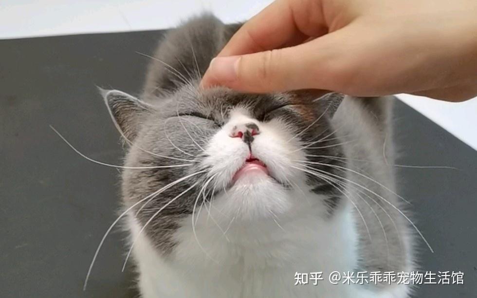 第一次去猫咖如何正确撸猫？ 知乎