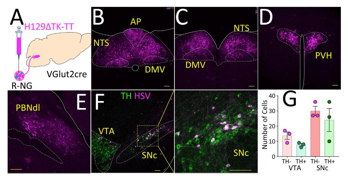 HSV顺向跨多级标记 - 知乎