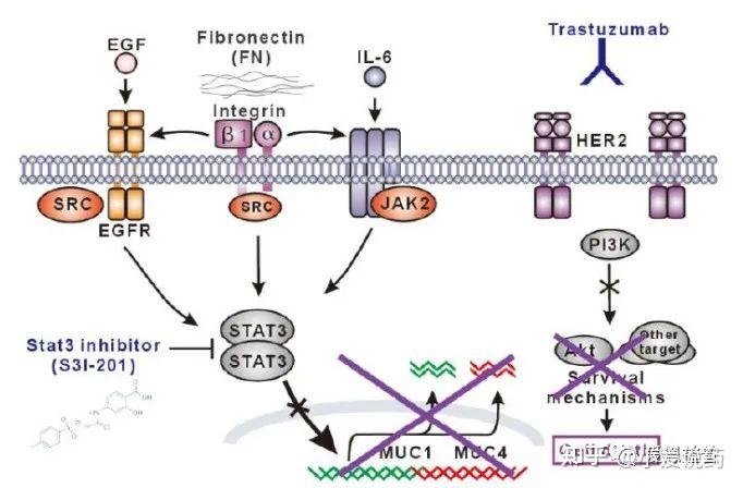 STAT3相关通路及其抑制剂、降解剂研究进展 - 知乎