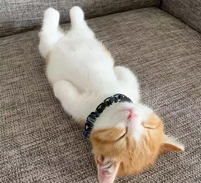 小猫睡觉姿势萌翻众人，仰面朝天睡得特香，一看就是铲屎官亲生的…… - 知乎