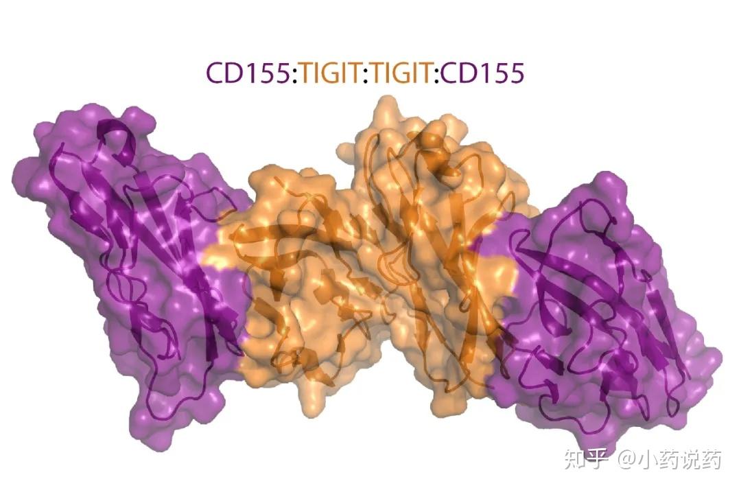 肿瘤免疫治疗中的TIGIT - 知乎