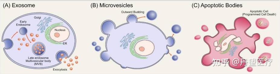 国自然热点(六)：外泌体&类器官 - 知乎