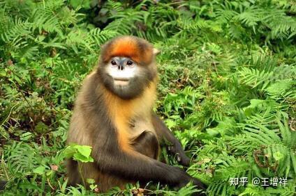 中国最美的100个地方——梵净山（57） - 知乎