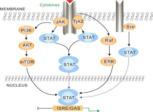 ROS1与肺癌 - 知乎