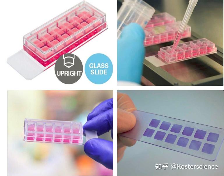 免疫荧光，一「片」到底 | ibidi 12 孔可拆卸腔室载玻片玩转指南 - 知乎