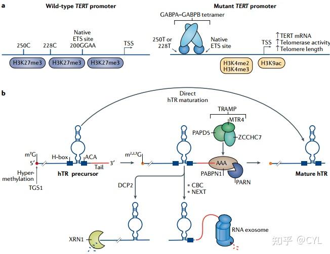 【文献翻译】人体端粒酶在稳态和疾病中的调控 - 知乎