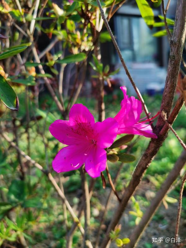 植物20-锦绣杜鹃 - 知乎