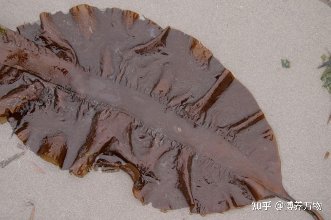 海带目Laminariales:壮丽巨藻，海中森林的创建者 - 知乎