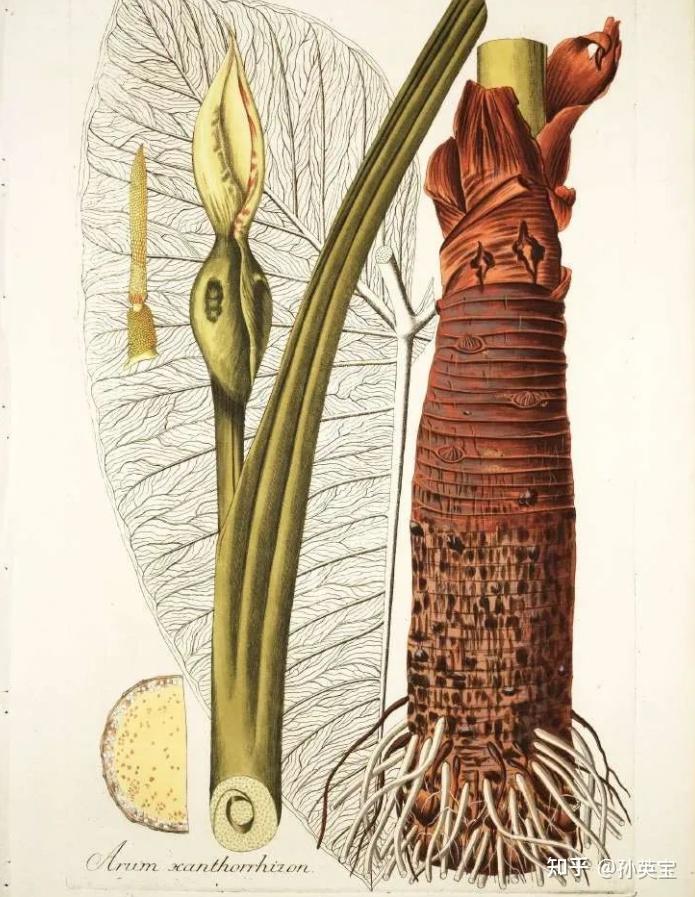 科学绘画||被子植物家族的天南星科成员（六） - 知乎