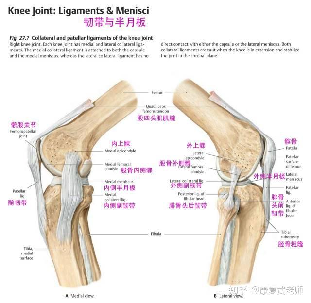 膝关节功能解剖分析 - 知乎