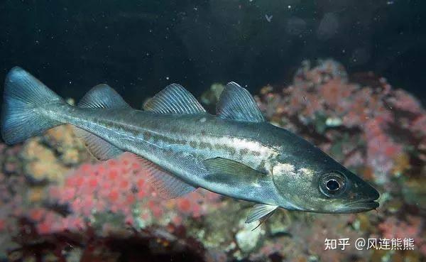 （152）丨黄线狭鳕 - 知乎