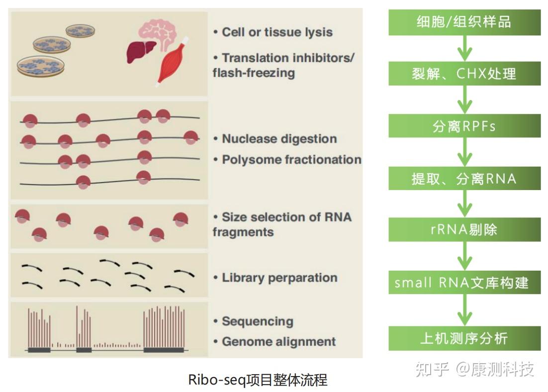 Ribo-seq技术优化，突破物种限制！ - 知乎