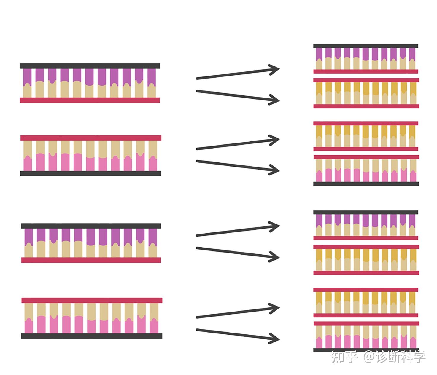技术 | 如何使用RT-PCR检测COVID-19？ - 知乎