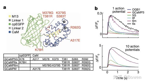 基于cpEGFP的探针技术开发 - 知乎
