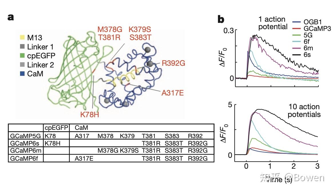 基于cpEGFP的探针技术开发 - 知乎