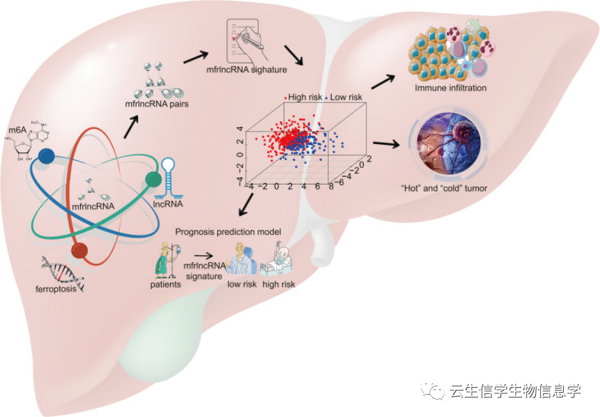 两热点联手！铁死亡+ m6A强强联合，8分+纯生信 Frontiers轻松收入囊中！ - 知乎