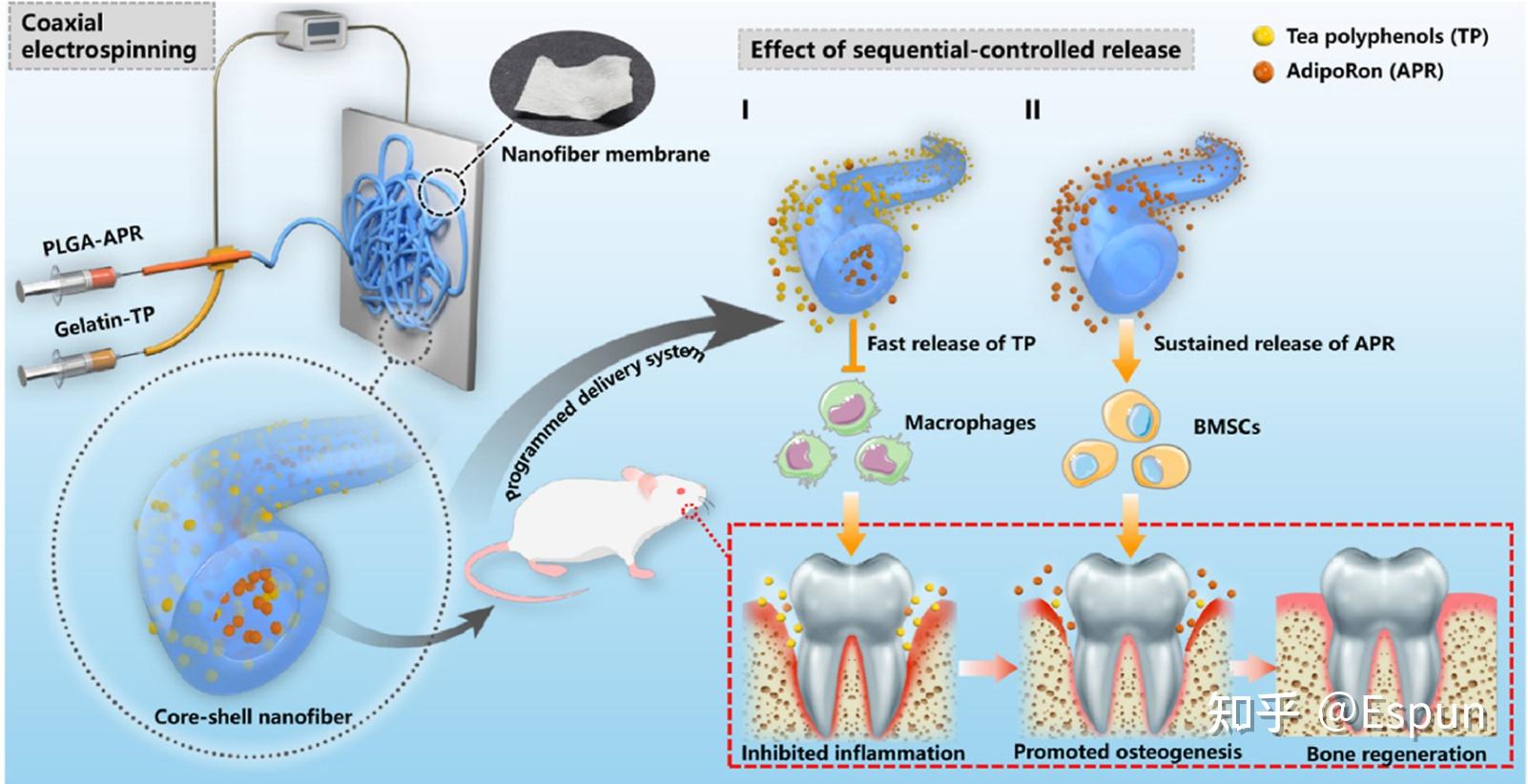 同轴静电纺丝制备核壳纳米纤维及其应用 - 知乎
