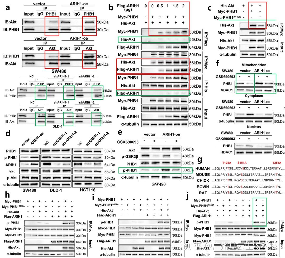 《Adv Sci》解读：泛素化修饰增强分子互作及其与磷酸化修饰协同蛋白易位！E3泛素连接酶ARIH1调控结直肠癌进展的机制 - 知乎