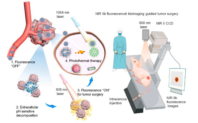 纳米探针 | 应用于近红外二区荧光成像引导的肿瘤手术和NIR-II光热治疗 - 知乎