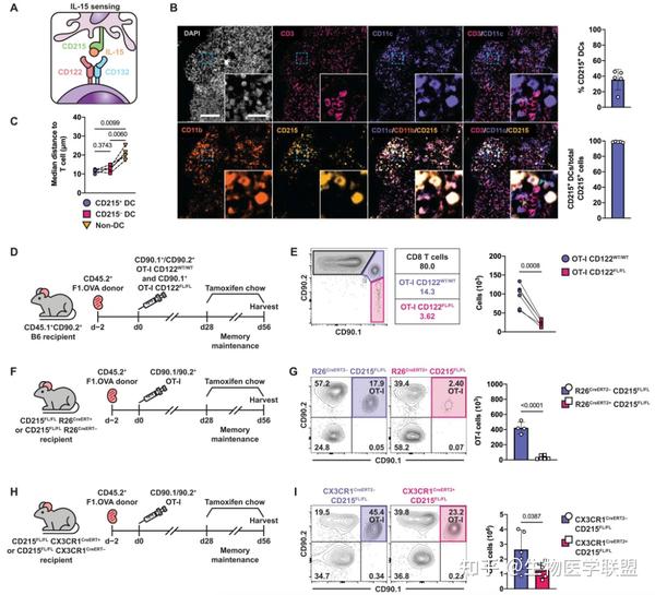 组织驻留Trm的维持需要DC的抗原提呈以及IL-15信号 - 知乎