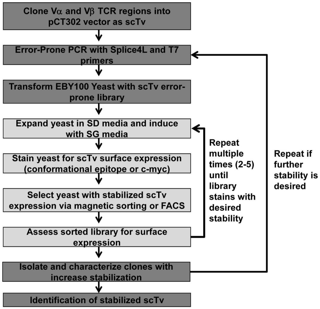 酵母表面展示技术筛选高亲和力TCR - 知乎