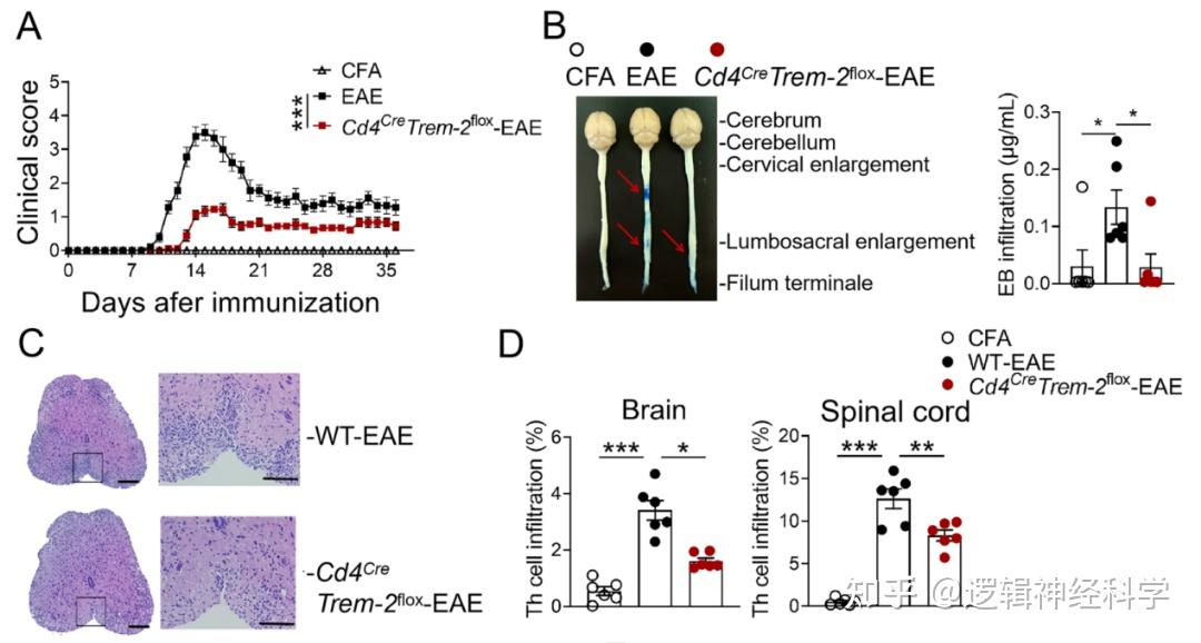 Neurosci Bull︱中大五院黄曦团队揭示TREM-2对多发性硬化中致病性Th17细胞的分化和因子分泌功能的调控。 - 知乎