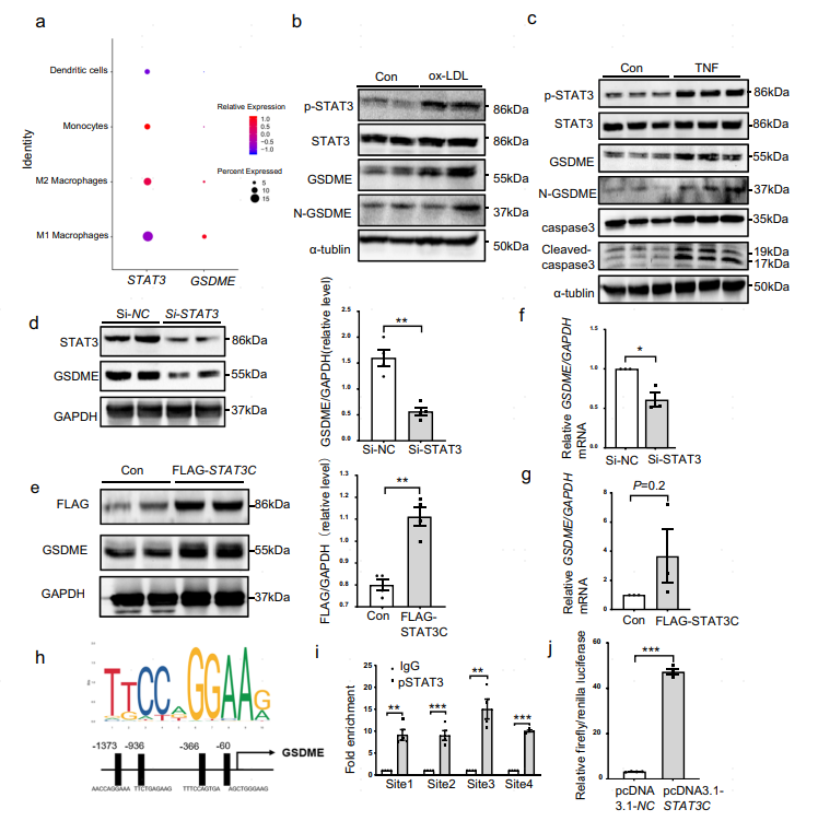 项目文章 | 单细胞测序揭示GSDME介导的细胞焦亡促进动脉粥样硬化进程 - 知乎