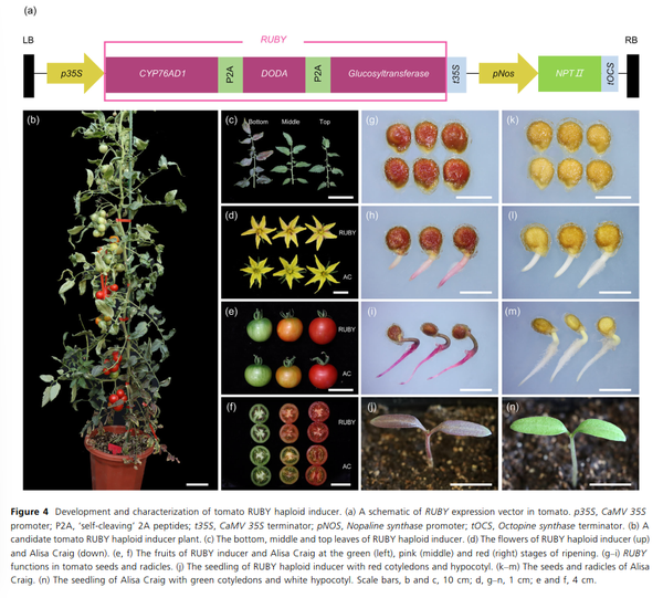 RUBY报告系统 | 一种新的可直接通过肉眼观察植物组织累积红色甜菜碱的报告系统 - 知乎